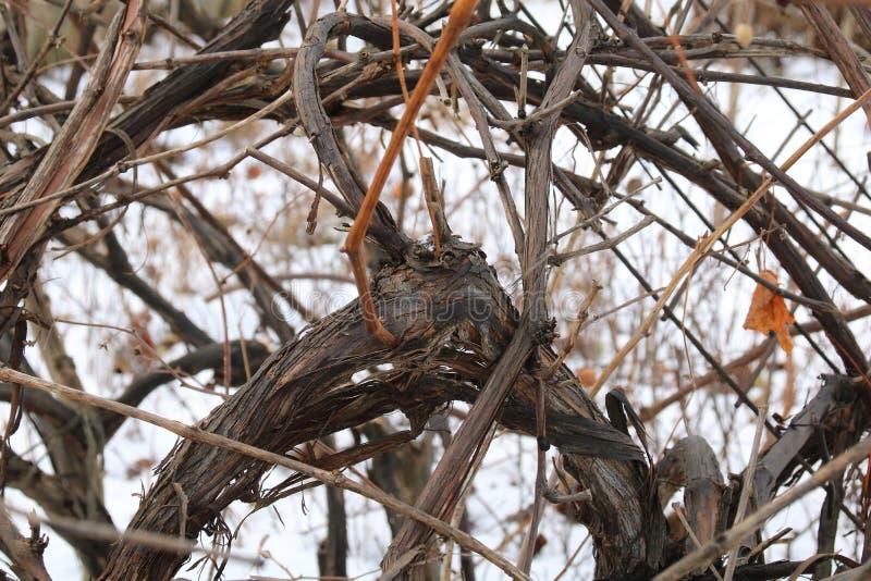 1,293 Grape Vine Trunk Stock Photos - Free & Royalty-Free Stock Photos ...