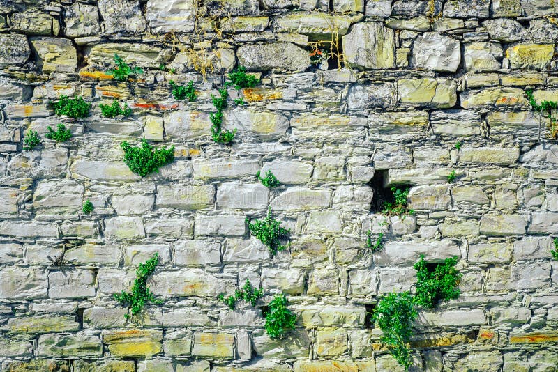 Part of the Old Stone Wall with Vegetation Stock Photo - Image of ...