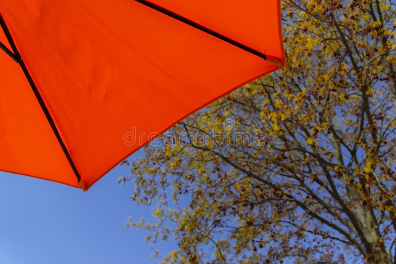 Part of Open Red Umbrella with Tree in Bloom and Blue Sky in the ...
