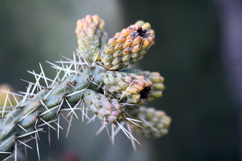 Opines Stock Photos - Free & Royalty-Free Stock Photos from Dreamstime