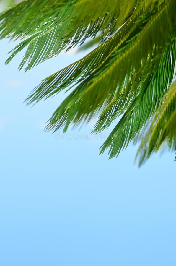 Part of Palm Tree on Blue Background Stock Image - Image of botany ...