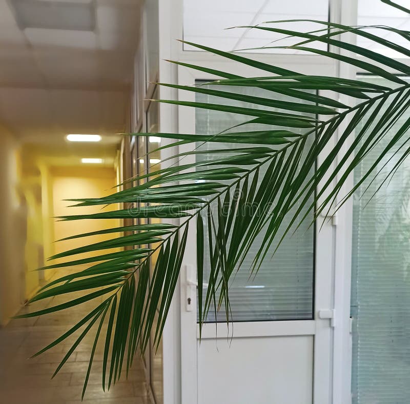 1,198 White Office Palm Tree Stock Photos - Free & Royalty-Free Stock ...