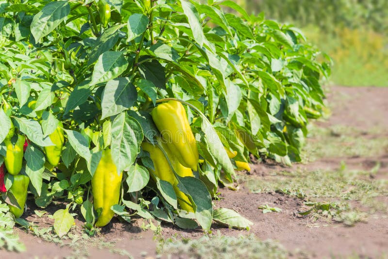 Part of Plantation of the Ripening Bell Pepper Stock Image - Image of ...