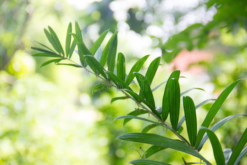 Part of the rattan tree. stock photo. Image of isolated - 97402600