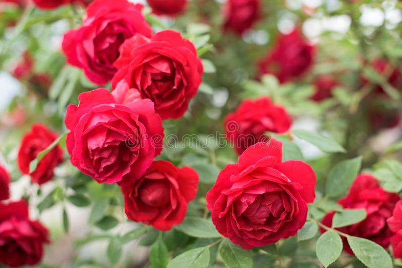 Part of Red Rose Bush with Lot of Blossoms Stock Photo - Image of ...