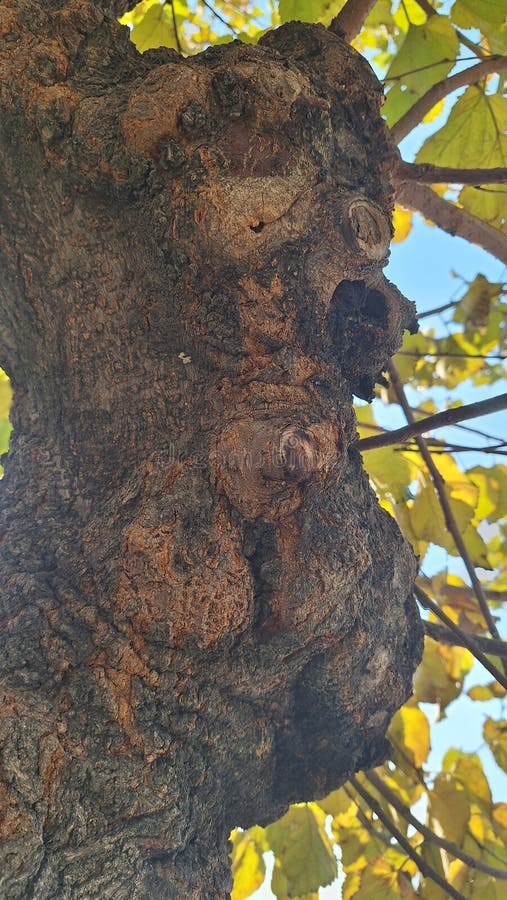 Part of the Ridges on a Tree Trunk are Burnt Brown. Stock Image - Image ...