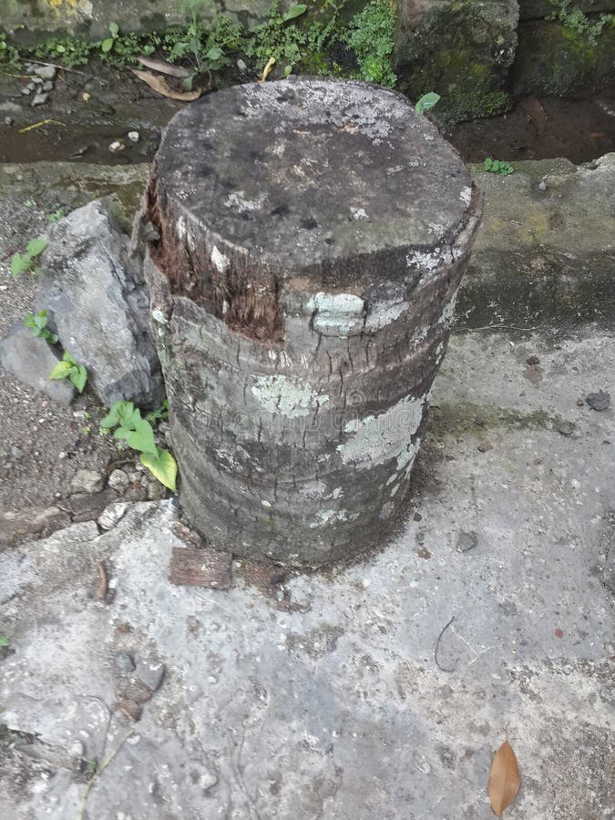 Part 2 : Rotten Tree Roots from Large Tree Cuttings Stock Image - Image ...