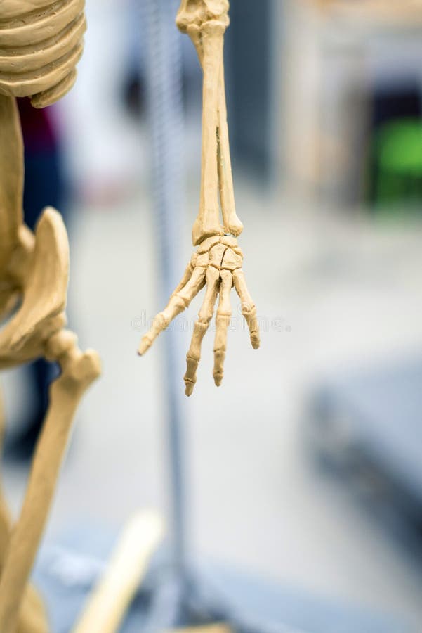 Part of the Sculpture of the Human Skeleton, Hand on a Blurred ...