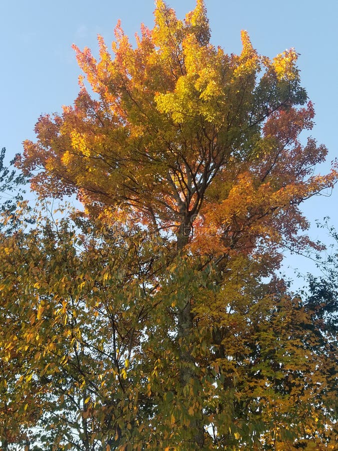 Changing trees stock image. Image of trees, changing - 140079735