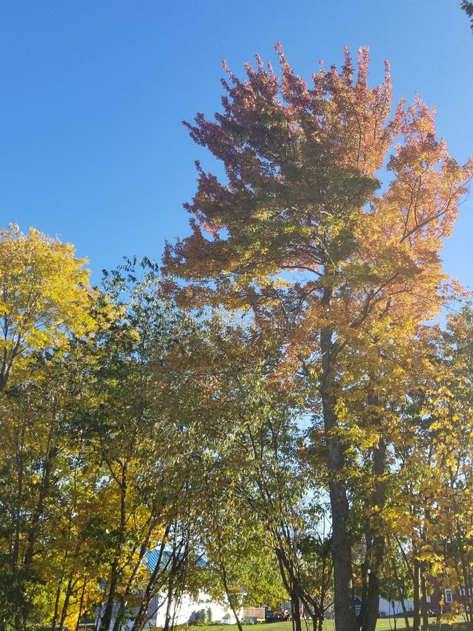 Changing of the trees stock image. Image of changing - 161706507