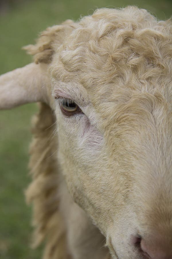Sheep face stock photo. Image of mammal, coat, mark, fleece - 876358