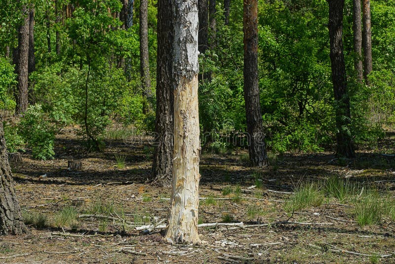 Part of a Sick White Birch with Dry Fallen Bark Stock Photo - Image of ...