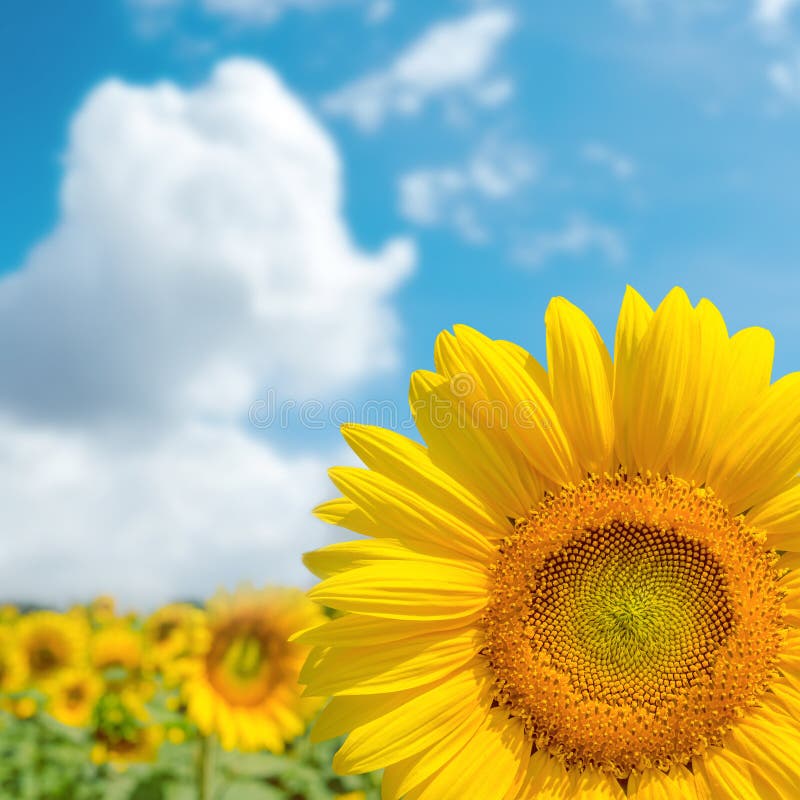 Sunflower close-up stock image. Image of sunflower, africa - 48449669