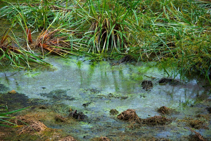 Muddy swamp close up stock image. Image of pollution - 293476423