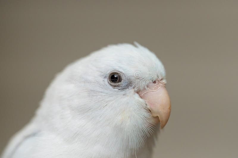Part of Tiny Parrot Parakeet White Forpus Bird Pacific Parrotlet Stock ...