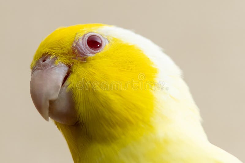 Part Tiny Parrot Parakeet Yellow Forpus Bird Pacific Parrotlet Stock ...