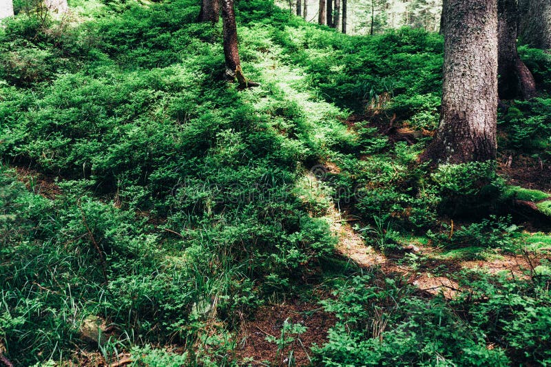 Part of the Tree with Green Leaves Organic Stock Image - Image of ...