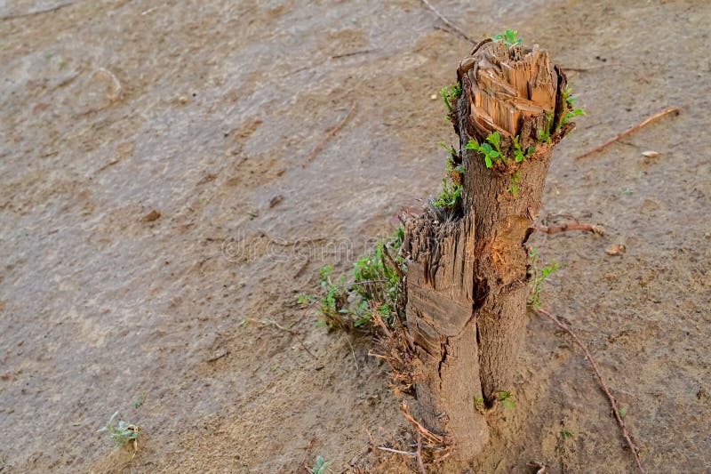 The Part of a Tree Left after Cutting a Tree.the Concept of the ...