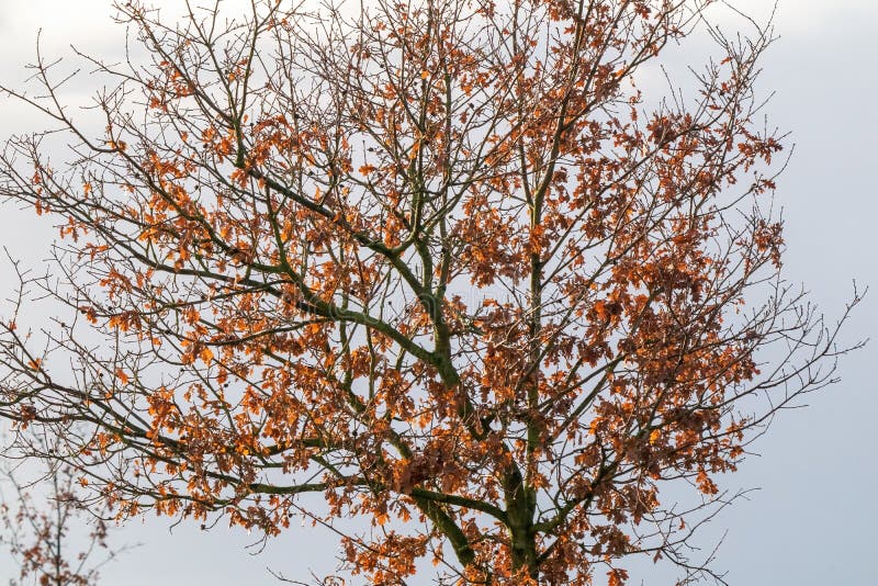 Part of a Tree with Multicolored Leaves in the Park. Autumn Feeling ...