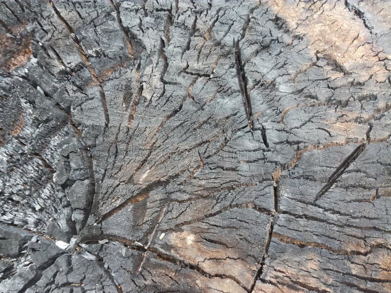 Part of a tree stock photo. Image of tree, badges, perfect - 185261918