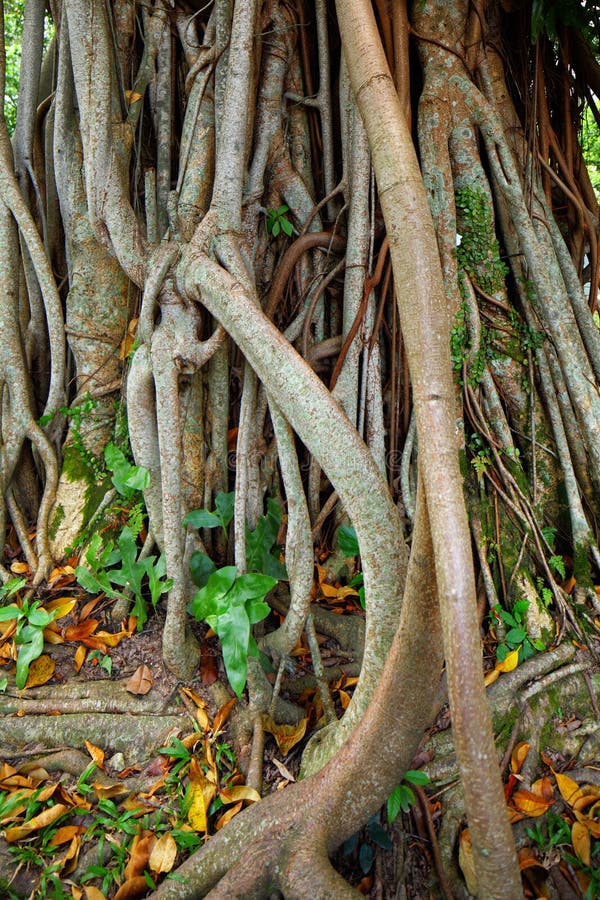 Tree root texture stock photo. Image of surface, line - 33633974