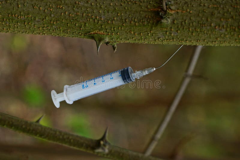 Empty White Syringe Sticks Out in a Tree with Thorns Stock Image ...