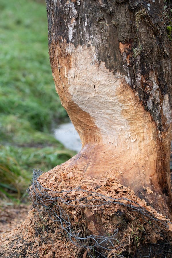 120 Teeth Bite Mark Stock Photos - Free & Royalty-Free Stock Photos ...