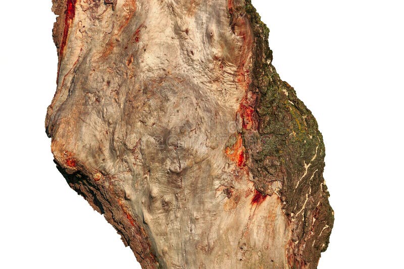 Part of a Tree Trunk in the Form of a Figure. Stock Photo - Image of ...