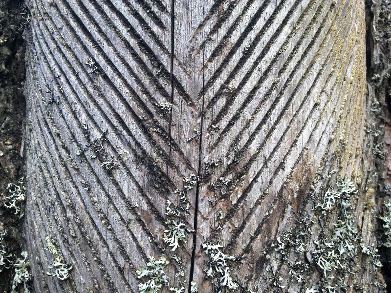 Part of a Tree Trunk and Stripes of Notches on it Stock Image - Image ...