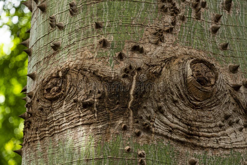 Part of a Tree Trunk with Thorns Known in Brazil As a Paineira Stock ...