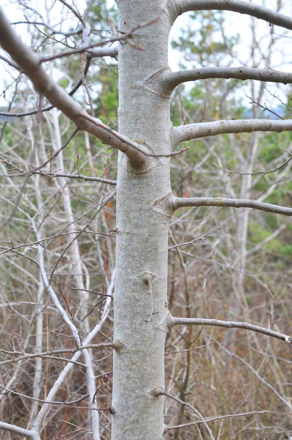 The Trunk of a Living Aspen Tree Stock Photo - Image of bark, autumnal ...
