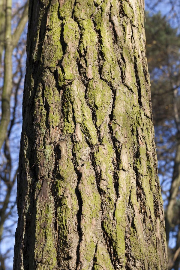 Part of trunk stock image. Image of mixed, macro, forest - 121761449