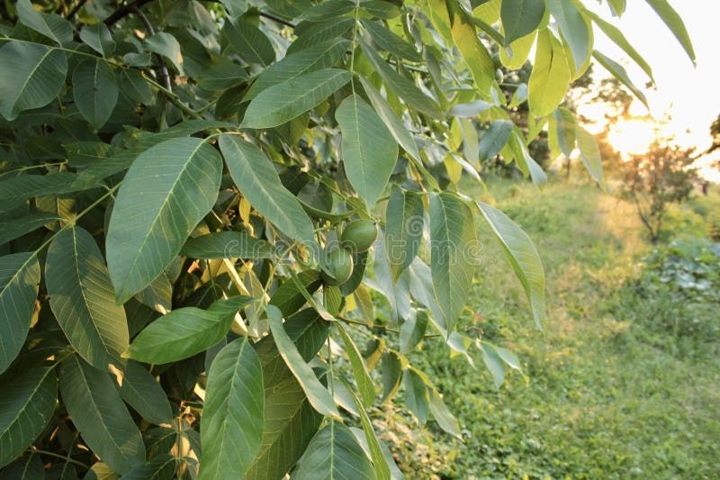 Part of a Walnut Tree with Green Leaves Illuminating the Rays of the ...