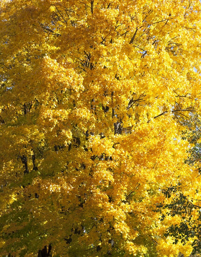 Part of Yellow Maple Closeup Stock Photo - Image of dark, foliage ...