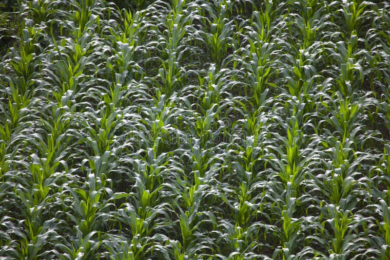Part of the Young Corn Field in July H Stock Image - Image of corn ...