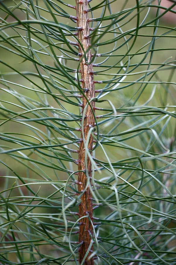 Fragment of Young Escape of a Pine. Stock Image - Image of flora, light ...