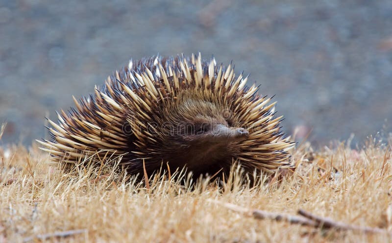 Parte Anteriore Del Echidna Fotografia Stock - Immagine di australiano ...