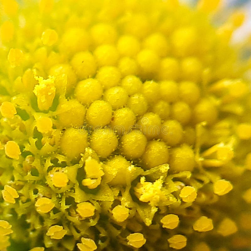 Parte Central, Interna Da Margarida Daisy Flower Macro Imagem de Stock ...