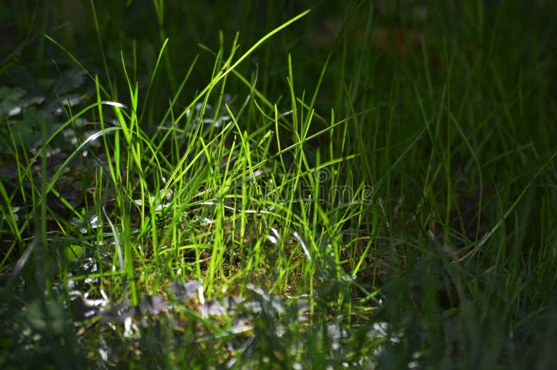 Parte Da Relva Verde Iluminada Pelo Sol Foto de Stock - Imagem de ...