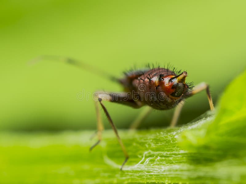 Parte Inferiore Di Springtail Fotografia Stock - Immagine di colore ...