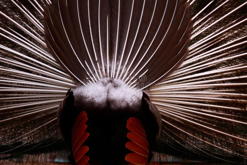 Parte Posterior Del Pavo Real Imagen de archivo - Imagen de verde ...