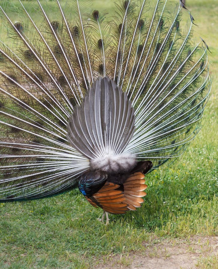 Parte Posterior Del Pavo Real Imagen de archivo - Imagen de extremo ...