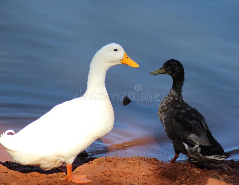 Parte Posterior Del Pato Que Se Mueve Mientras Que Camina Imagen de ...