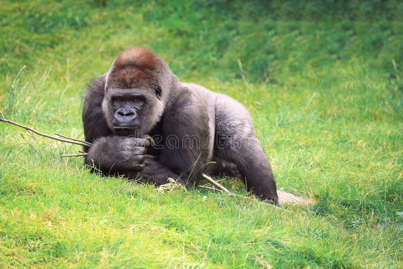 Grande Gorilla Maschio Con Dorso Argentato (gorilla Gorilla Gorilla ...