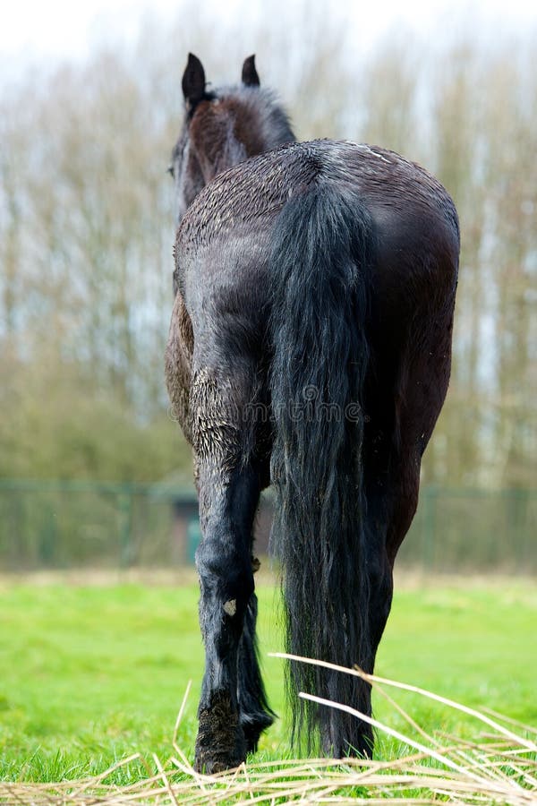 Parte trasera del caballo foto de archivo. Imagen de exterior - 30433258