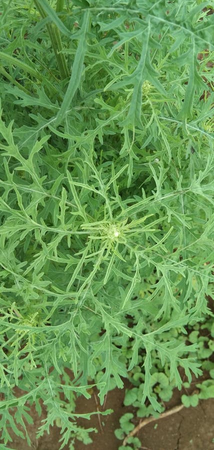 Partenium Hysterophorus Usa Planta Cheia Imagem de Stock - Imagem de ...