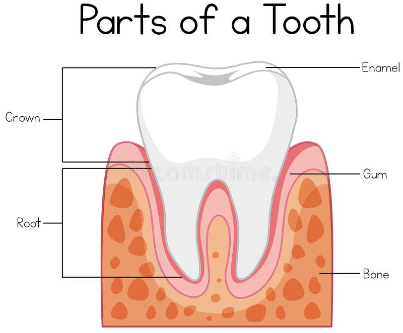 Partes De Um Diagrama Do Dente Ilustração do Vetor - Ilustração de ...