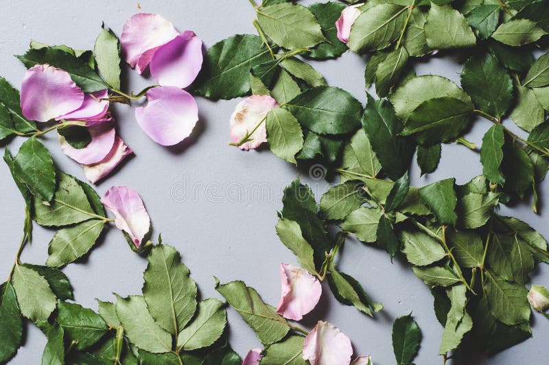 Partes De Una Planta Color De Rosa Foto de archivo - Imagen de suelo ...