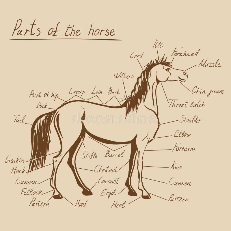 Partes Del Caballo Anatomía Equina Ilustración del Vector - Ilustración ...