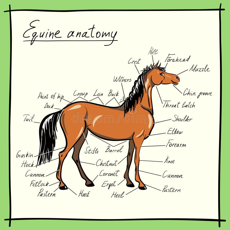 Partes Del Caballo Anatomía Equina Ilustración del Vector - Ilustración ...